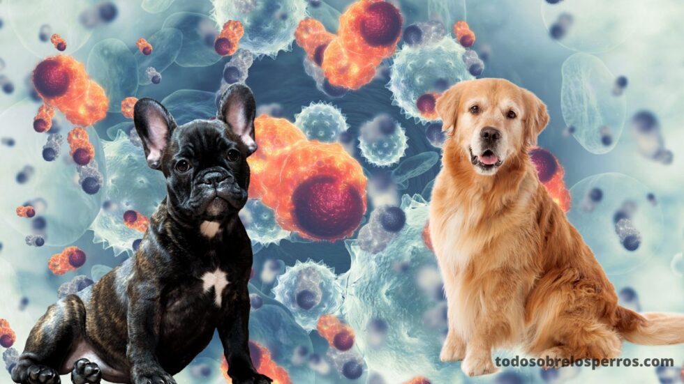 Lo que debe saber sobre el cáncer de perro - Todo Sobre Los Perros
